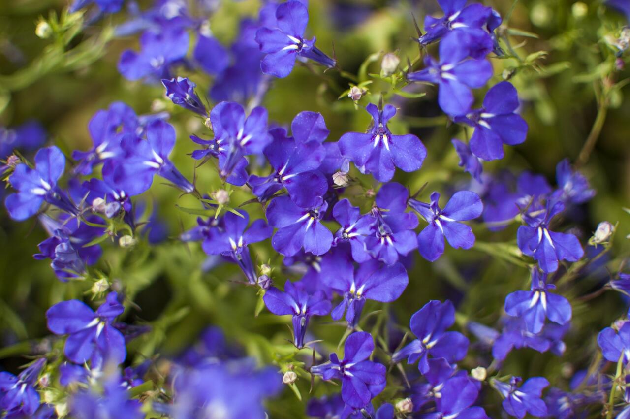 Lobelka 'Riviera Marine Blue' - Lobelia erinus 'Riviera Marine Blue ...