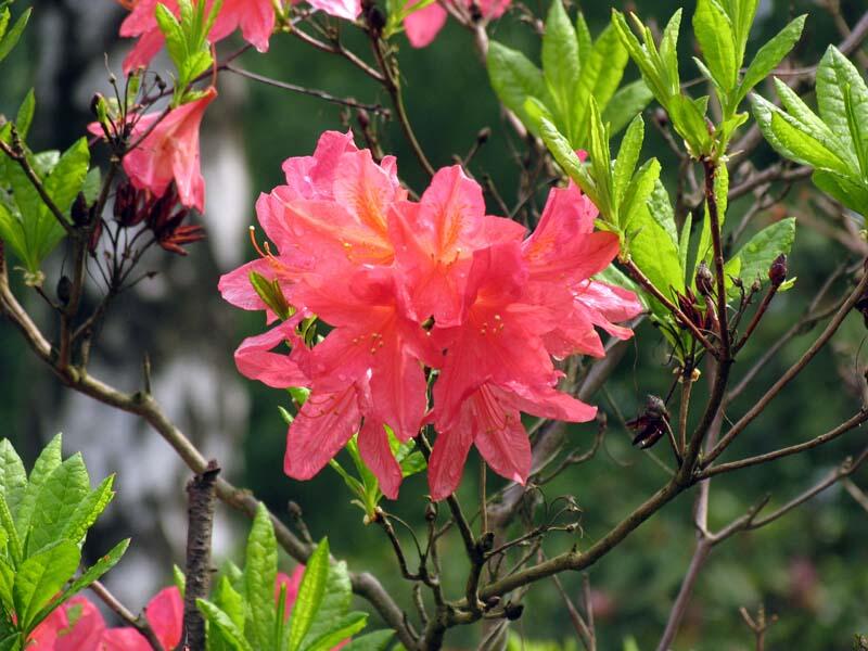 Azalka 'Cecile' - Azalea (KH) 'Cecile' | Zahradnictví FLOS