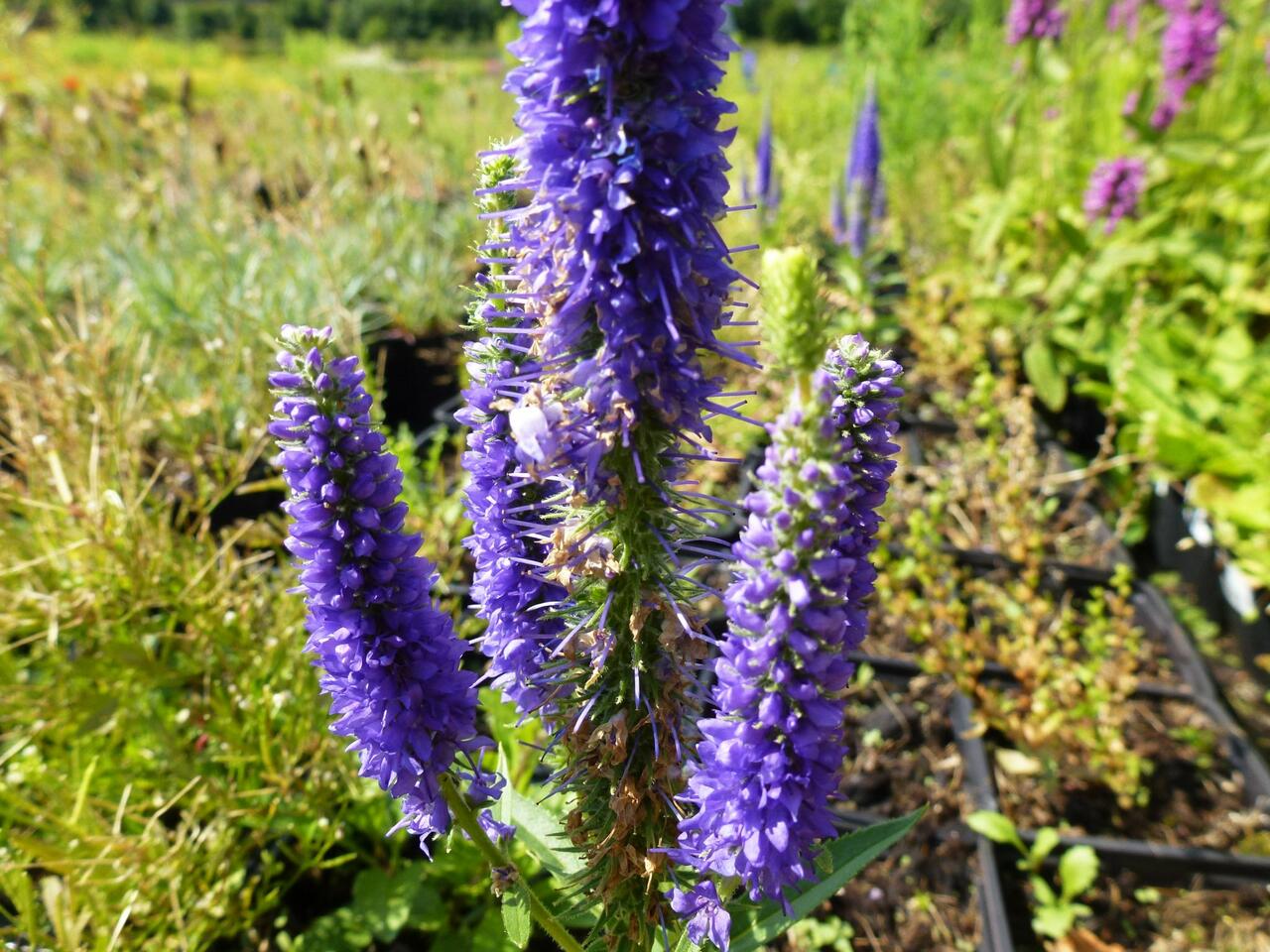 Rozrazil klasnatý 'Ulster Dwarf Blue' - Veronica spicata 'Ulster Dwarf ...