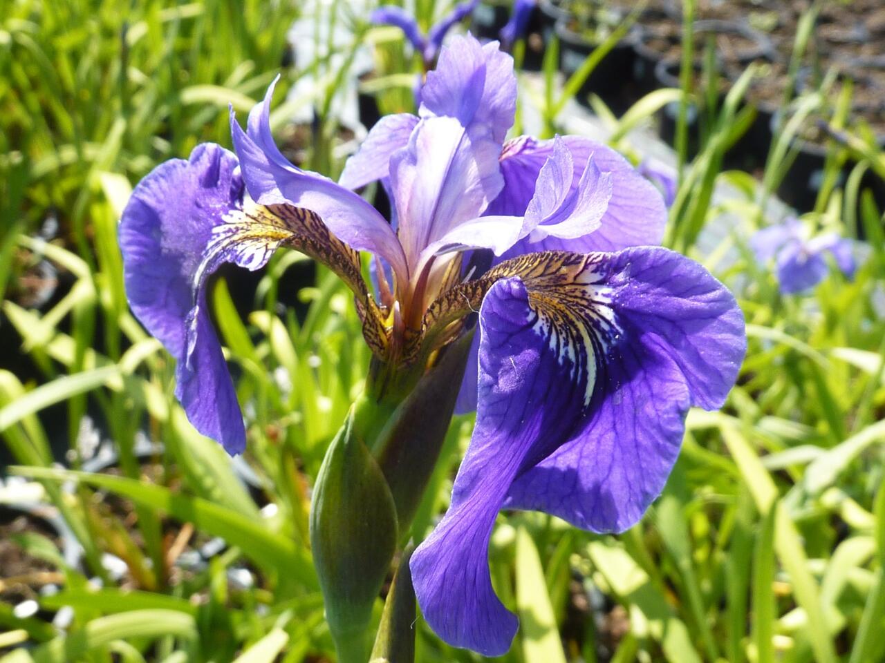 Kosatec (hookeri) - Iris setosa (hookeri) | Zahradnictví FLOS