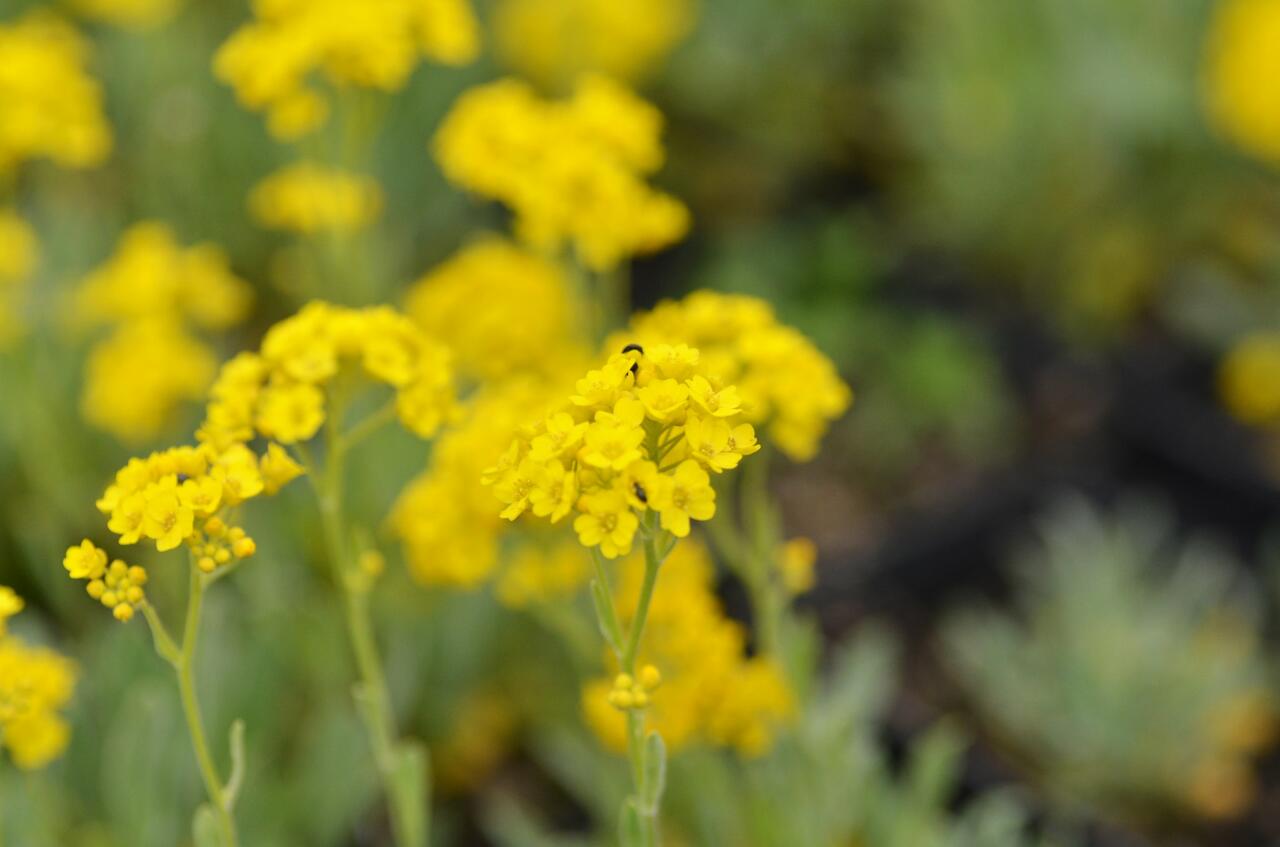 Tařice skalní 'Summit Golden Yellow' - Alyssum saxatile 'Summit Golden ...