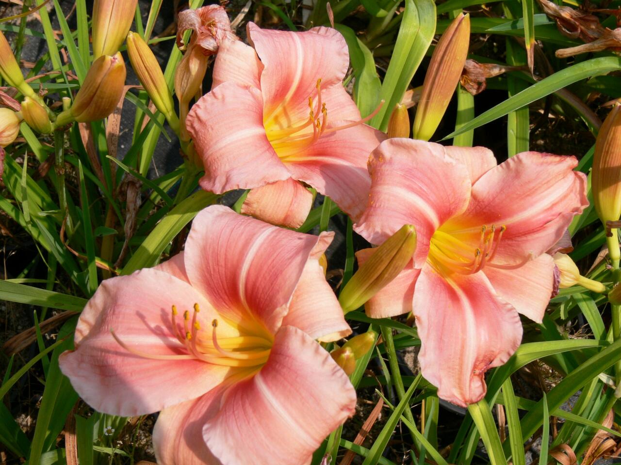 Denivka 'Prairie Bells' - Hemerocallis 'Prairie Bells' | Zahradnictví FLOS