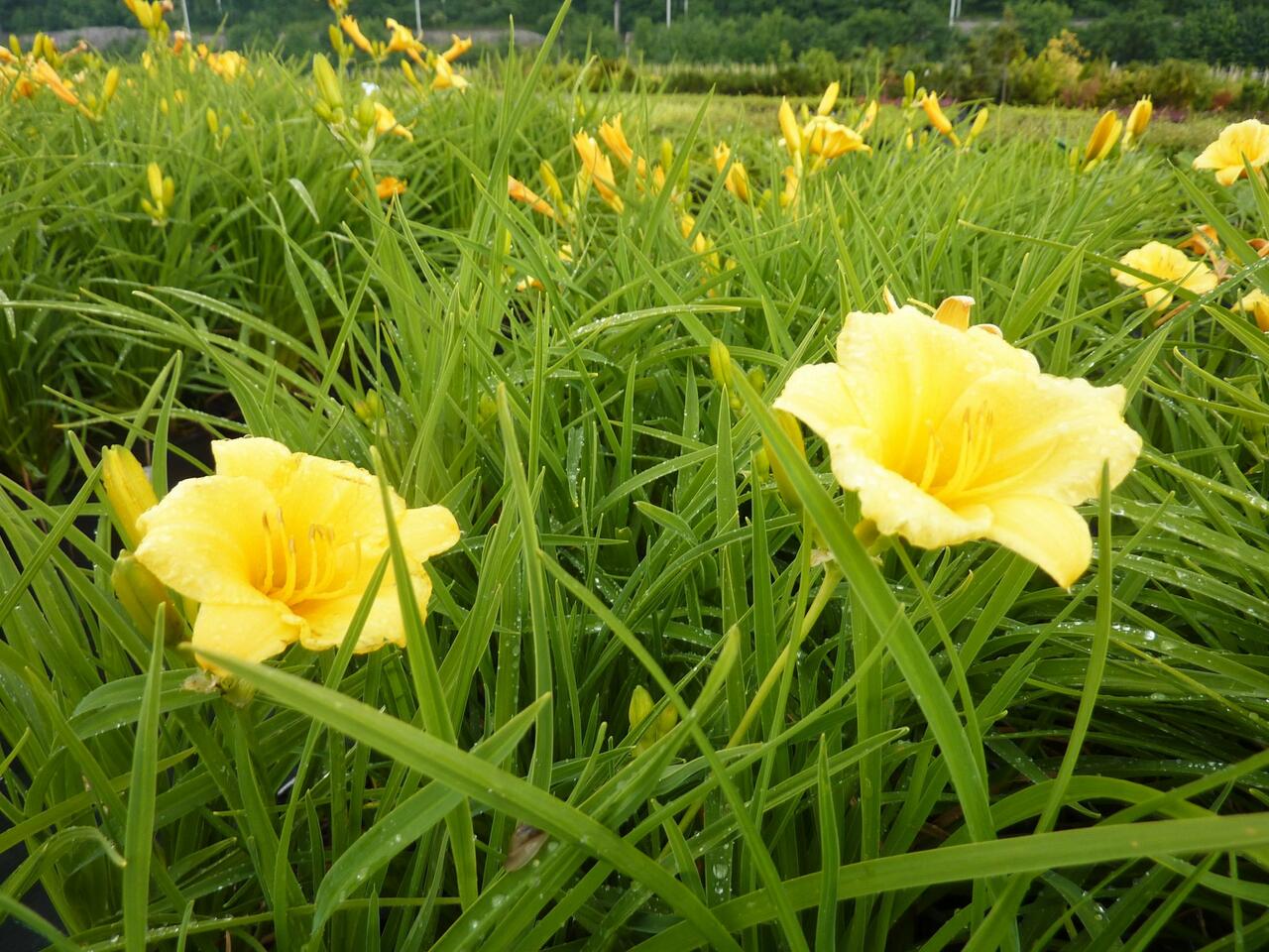 Denivka 'Mini Stella' - Hemerocallis 'Mini Stella' | Zahradnictví FLOS