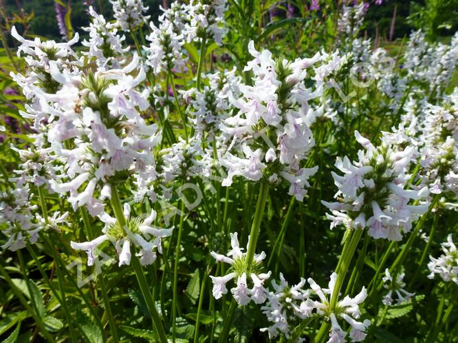 Čistec (discolor) - Stachys nivea (discolor) | Zahradnictví FLOS
