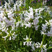 Čistec (discolor) - Stachys nivea (discolor) | Zahradnictví FLOS