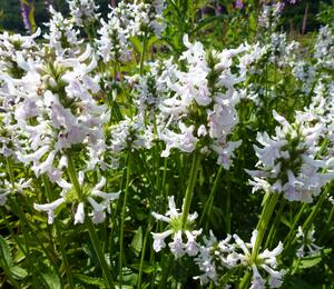 Čistec bahenní - Stachys palustris | Zahradnictví FLOS