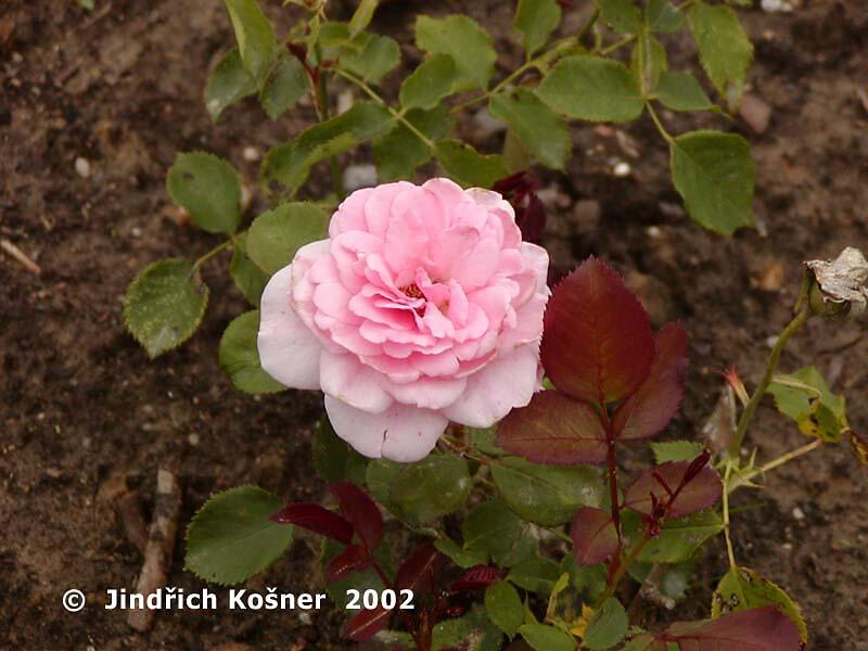 Růže mnohokvětá 'Elfe' - Rosa MK 'Elfe' | Zahradnictví FLOS