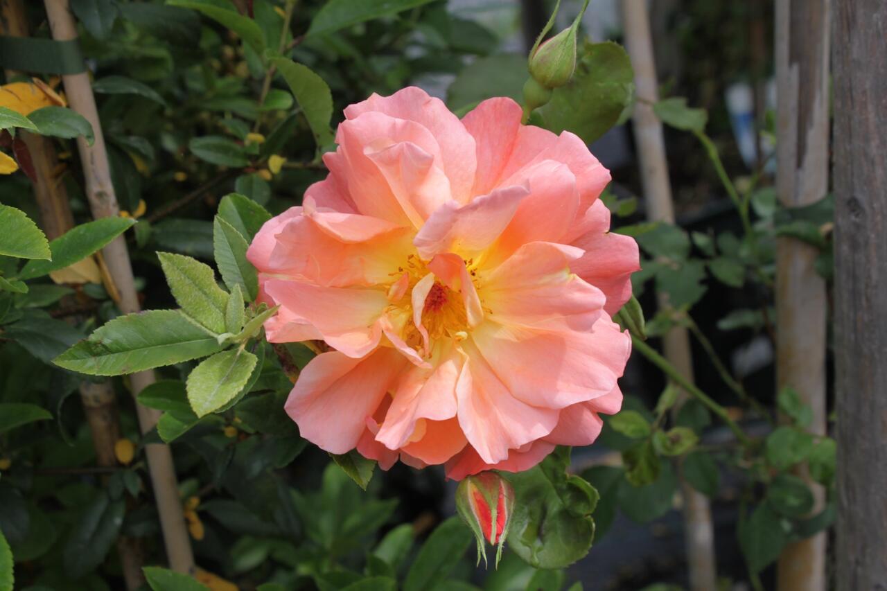 Růže pnoucí 'Metanoia' - Rosa PN 'Metanoia' | Zahradnictví FLOS