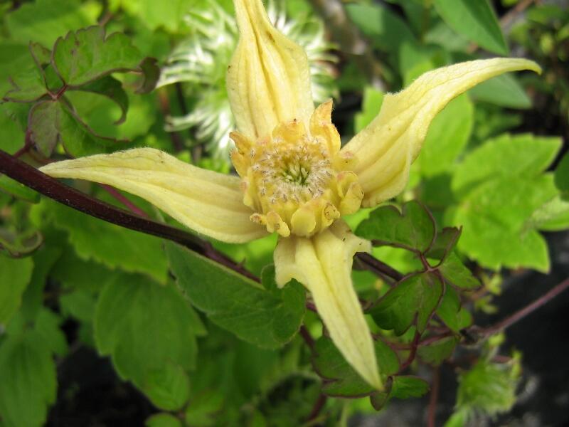 Plamének 'Lemon Bells' - Clematis chiisanensis 'Lemon Bells ...