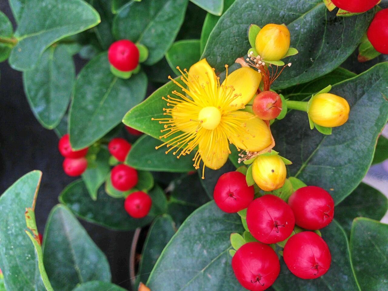 Třezalka 'Miracle Attraction' - Hypericum 'Miracle Attraction ...