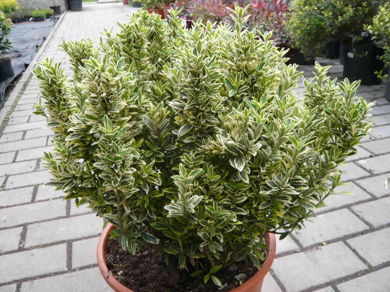 Brslen japonský 'Argentea' - Euonymus pulchellus 'Argentea ...