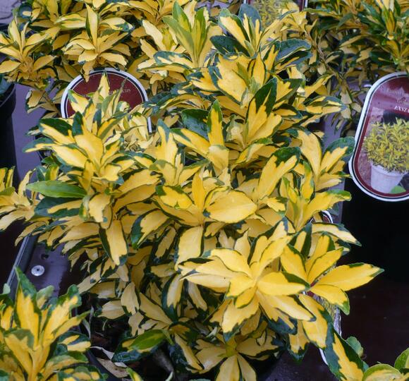 Sazenice brslen - euonymus | Zahradnictví FLOS