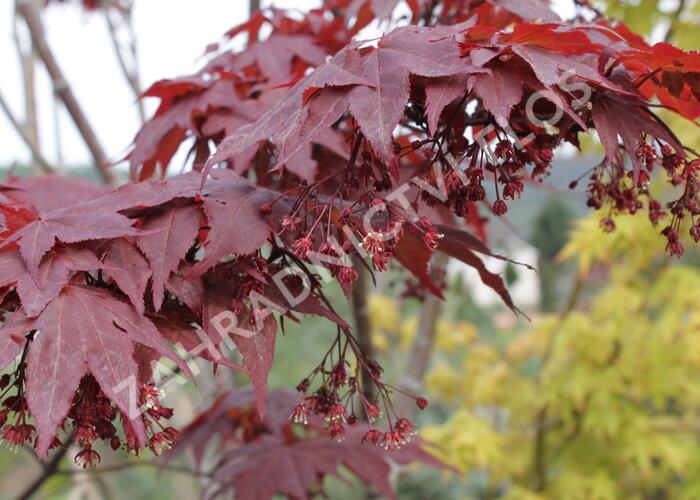 Javor dlanitolistý 'Okagami' - Acer palmatum 'Okagami' | Zahradnictví FLOS