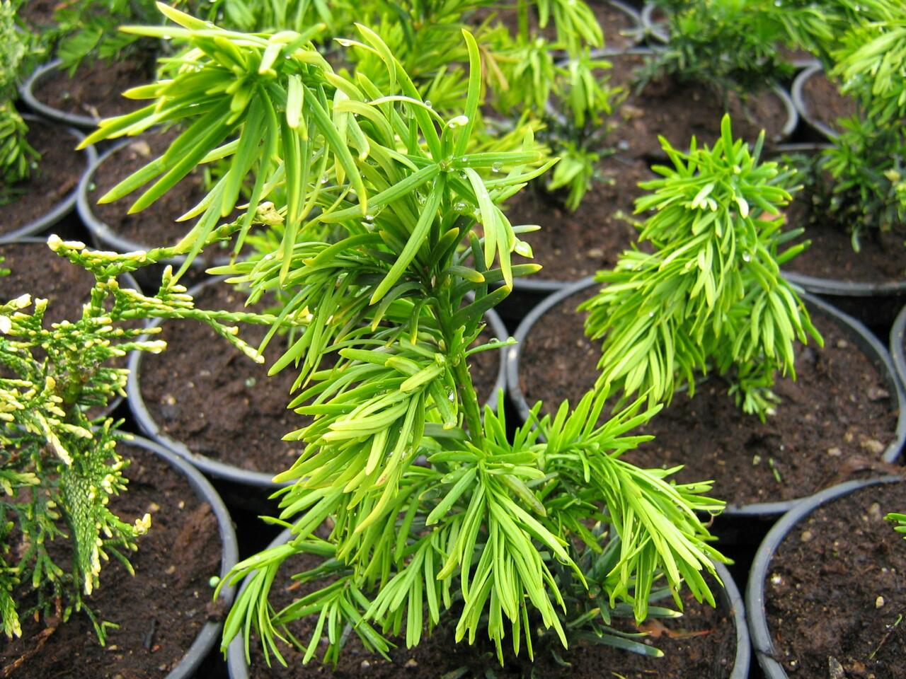 Tis prostřední 'Stricta Viridis' - Taxus media 'Stricta Viridis ...