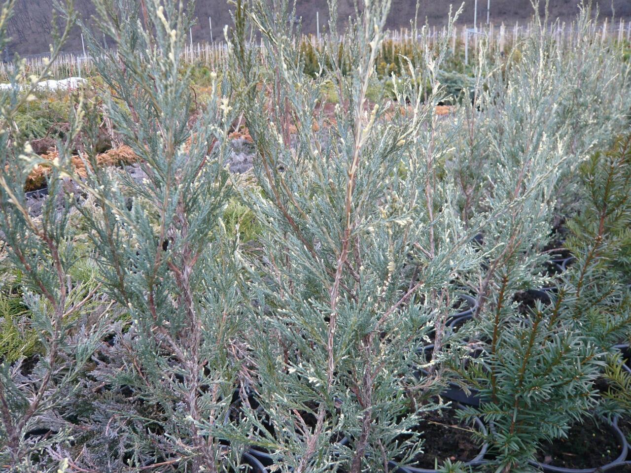 Jalovec skalní 'Silver Star' - Juniperus scopulorum 'Silver Star ...