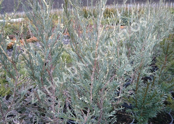 Jalovec skalní 'Silver Star' - Juniperus scopulorum 'Silver Star ...
