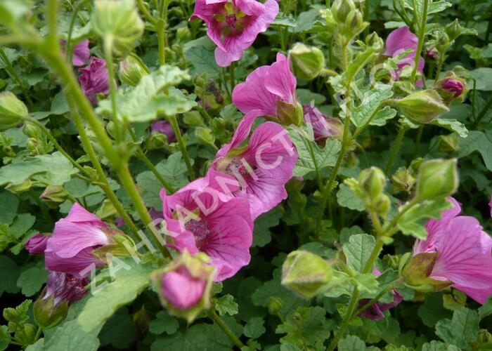 Anisodontea 'Dontella Pink' - Anisodontea capensis 'Dontella Pink ...