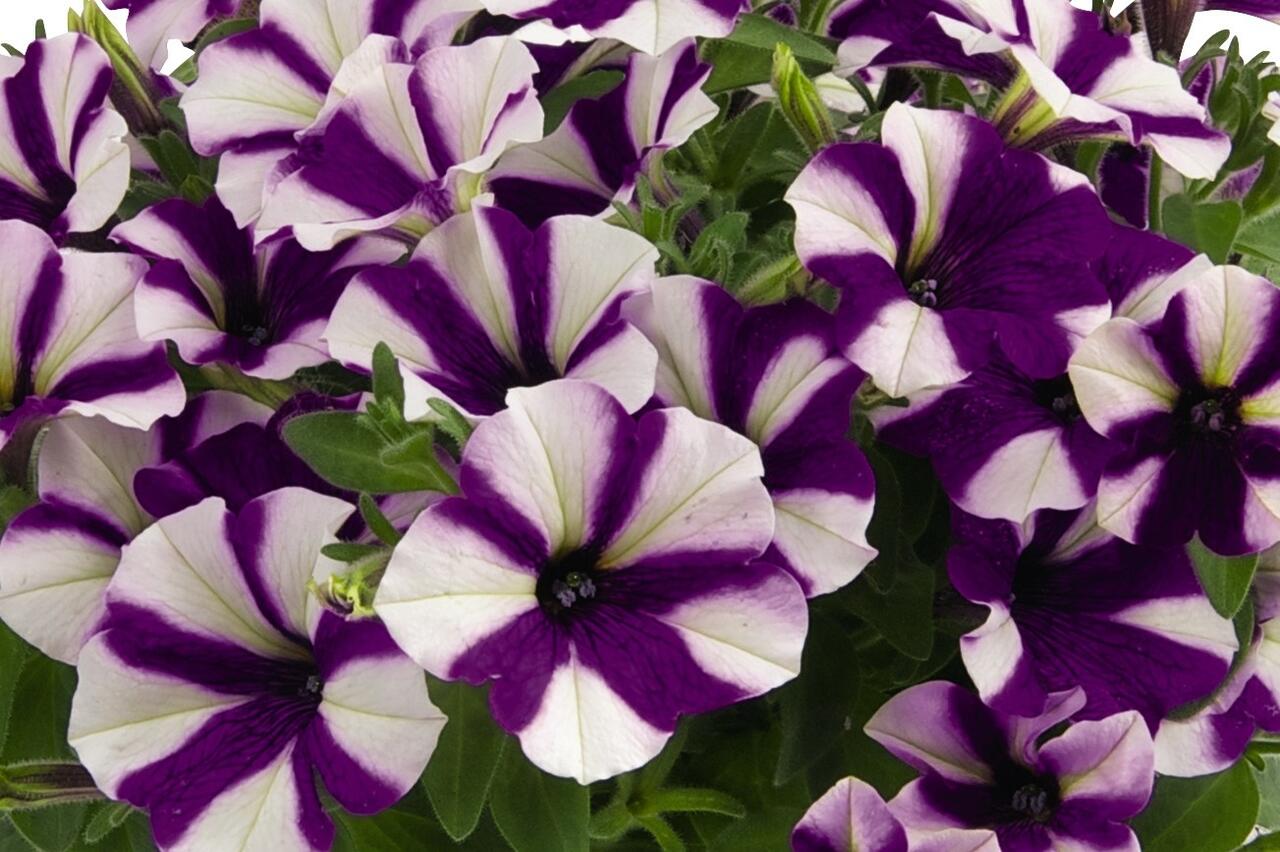 Petúnie 'Peppy Blue' - Petunia hybrida 'Peppy Blue' | Zahradnictví FLOS