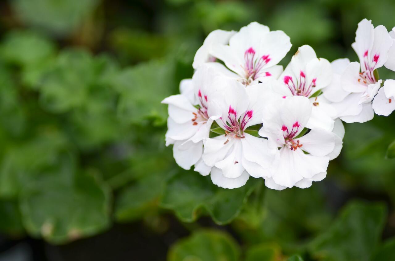 Muškát, pelargonie půdopokryvná 'Salmon / White' - Pelargonium hybridum ...