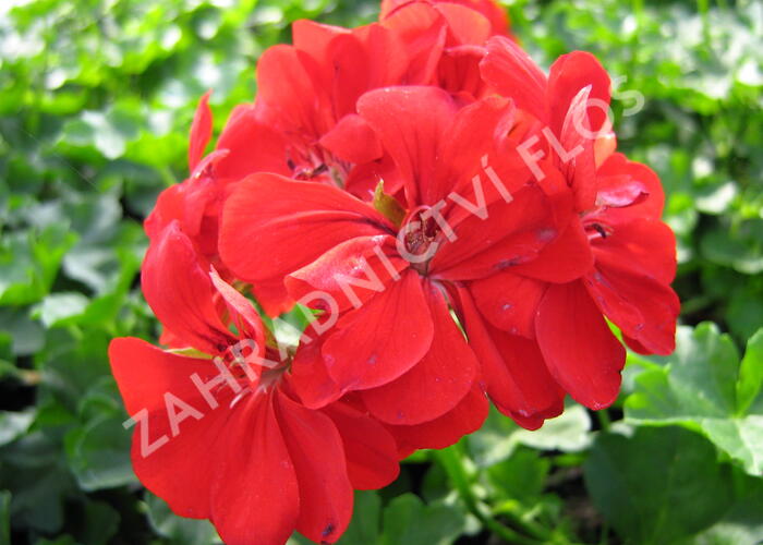 Muškát, pelargonie půdopokryvná plnokvětá 'Red' - Pelargonium hybridum ...