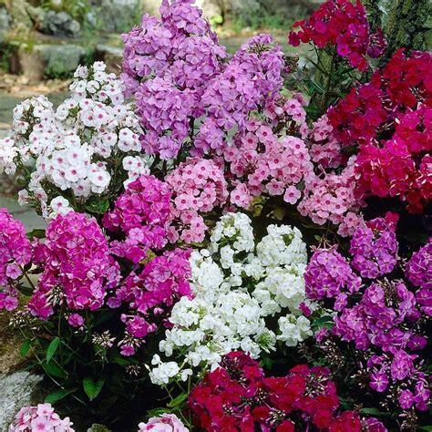 Plamenka latnatá - Phlox paniculata mix | Zahradnictví FLOS