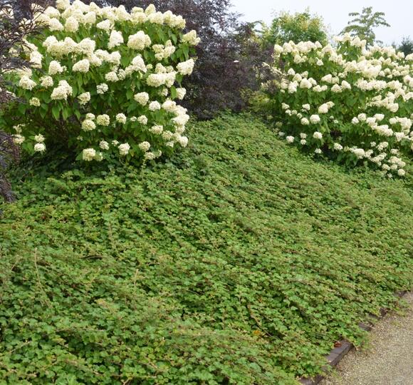Sazenice ostružiníku - rubus | Zahradnictví FLOS