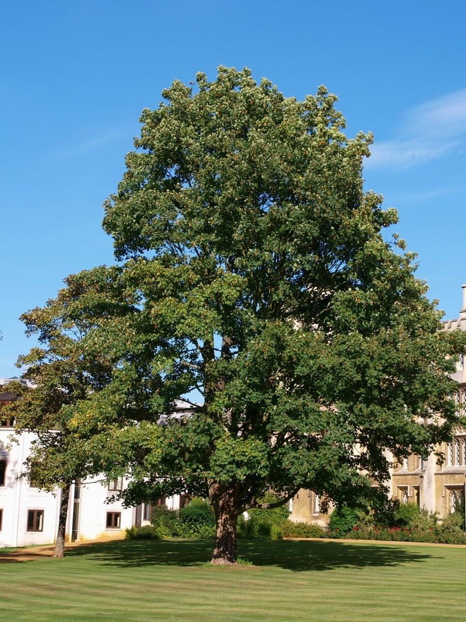 Javor klen - Acer pseudoplatanus | Zahradnictví FLOS