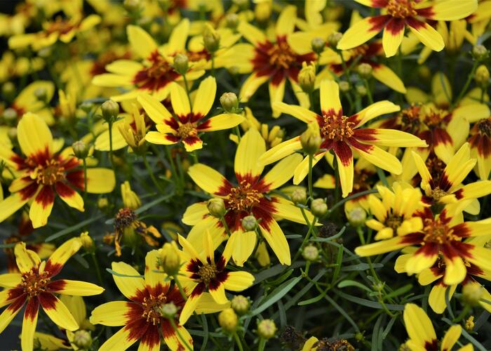 Krásnoočko přeslenité 'Firefly' - Coreopsis verticillata 'Firefly ...