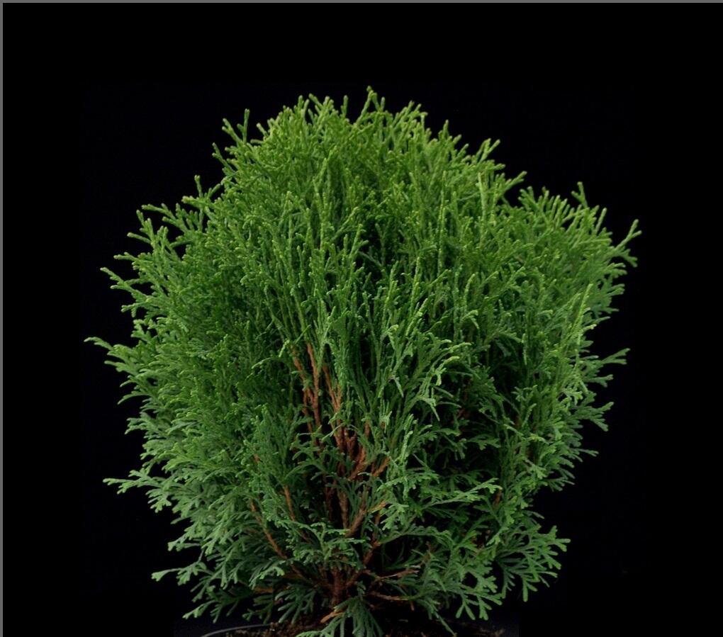 Zerav, túje západní 'Little Gem' - Thuja occidentalis 'Little Gem ...
