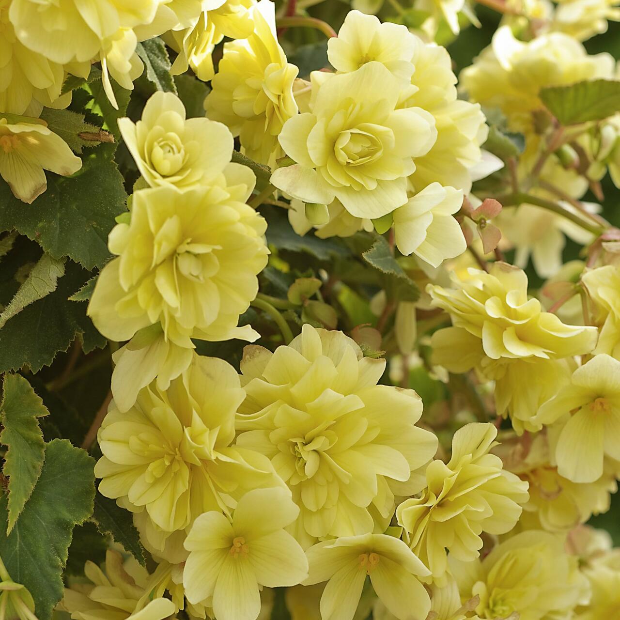 Begónie hlíznatá 'Belina Lemon' - Begonia tuberhybrida 'Belina Lemon ...