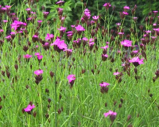 Sazenice hvozdíku - dianthus | Zahradnictví FLOS