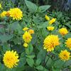 Slunečnice 'Sunshine Daydream' - Helianthus decapetalus 'Sunshine ...
