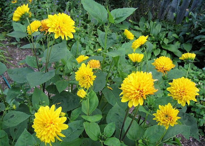 Slunečnice 'Sunshine Daydream' - Helianthus decapetalus 'Sunshine ...