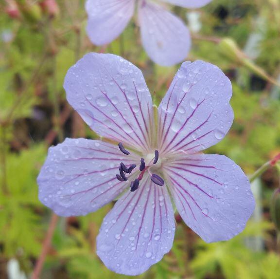 Kakost 'Blue Cloud' - Geranium collinum 'Blue Cloud' | Zahradnictví FLOS