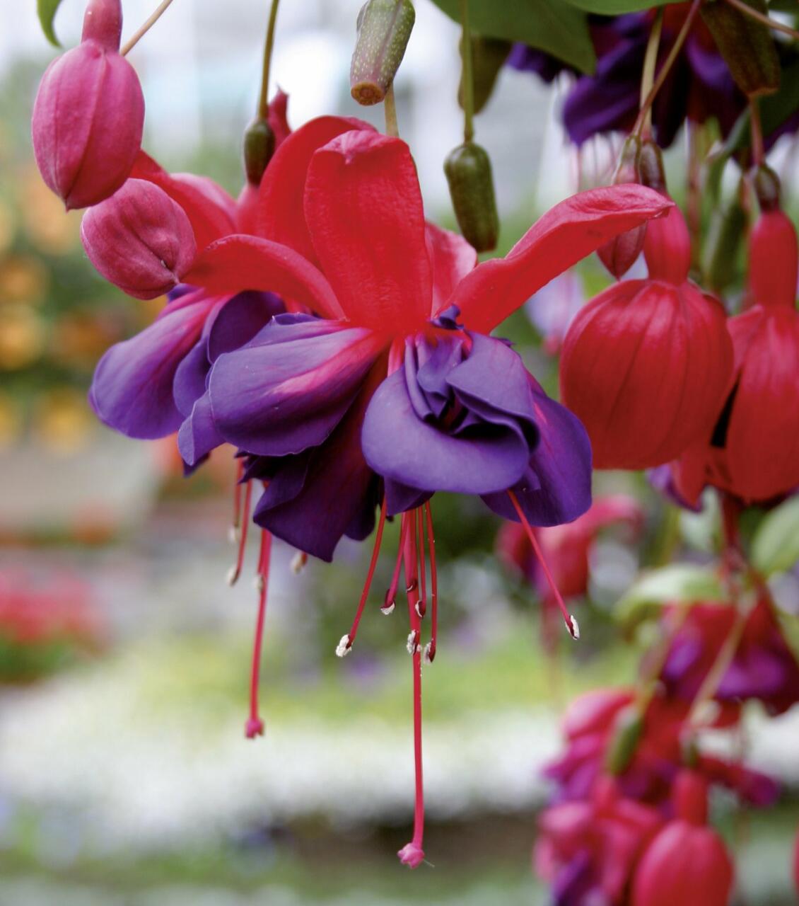 Fuchsie, čílko 'Voodoo' - Fuchsia hybrida 'Voodoo' | Zahradnictví FLOS