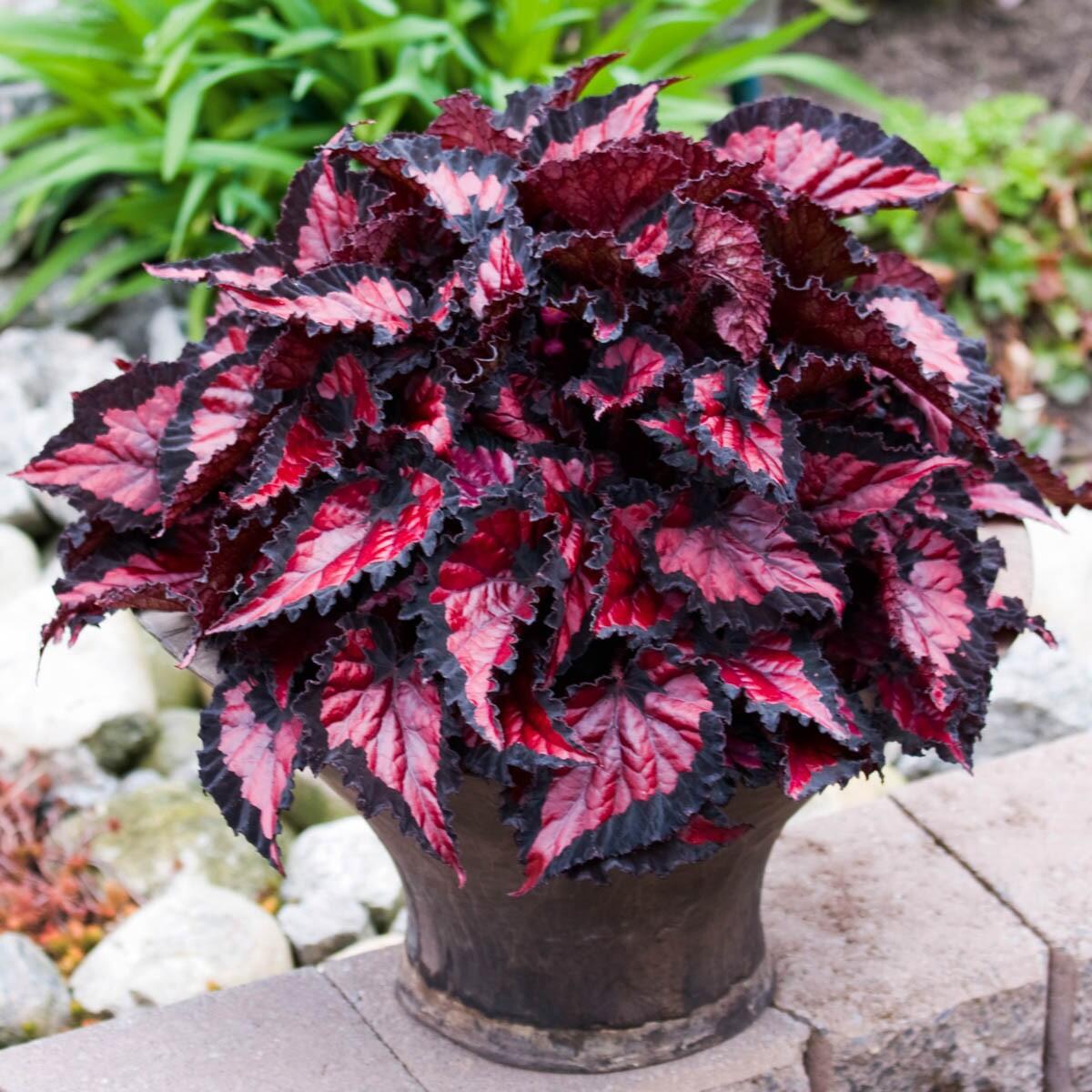 Begónie královská 'Inca Night' - Begonia rex 'Inca Night ...