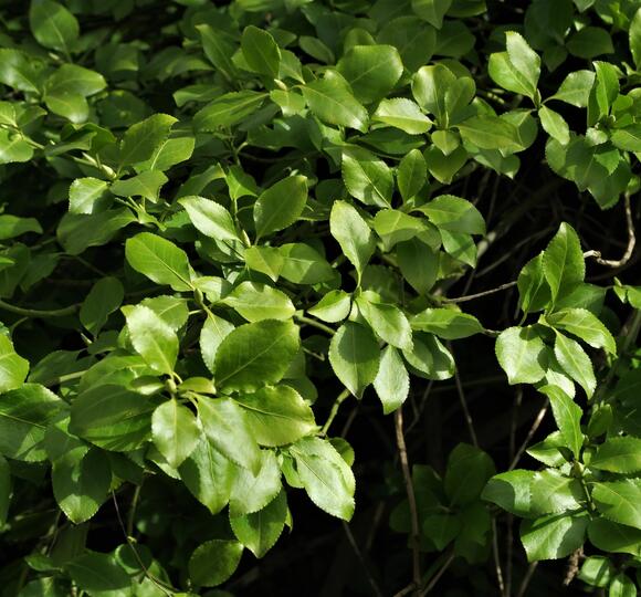 Sazenice brslen - euonymus | Zahradnictví FLOS