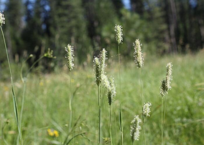 Bojínek luční - Phleum pratense | Zahradnictví FLOS