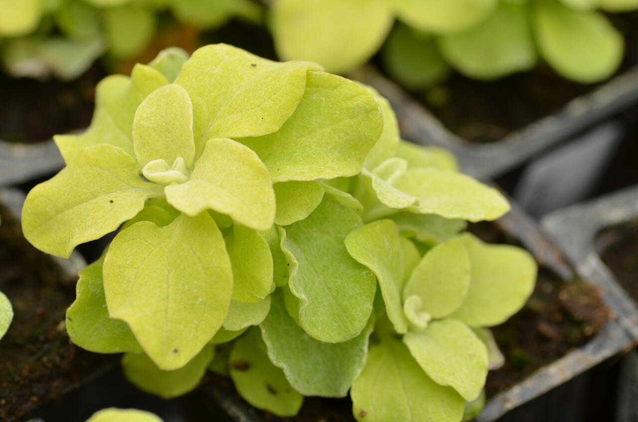 Smil 'Gold' - Helichrysum petiolare 'Gold' | Zahradnictví FLOS