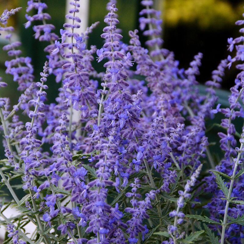 Perovskie lebedolistá 'Steel Blue' - Perovskia atriplicifolia 'Steel ...