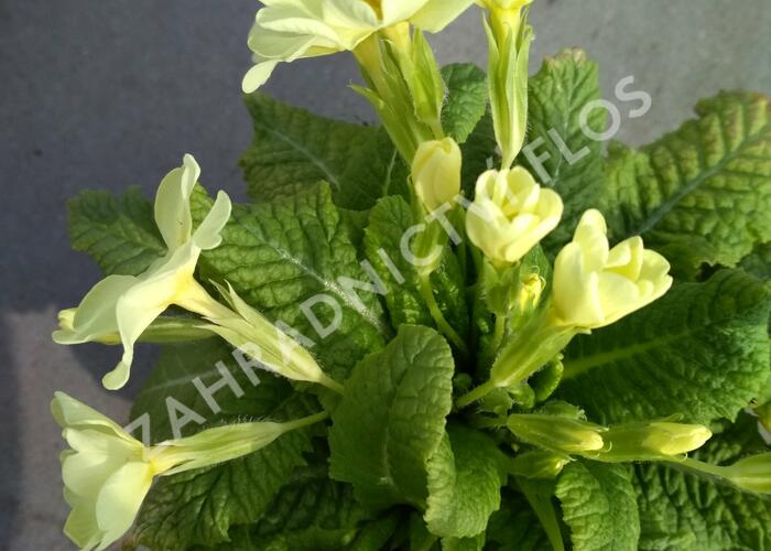 Prvosenka bezlodyžná - Primula vulgaris | Zahradnictví FLOS