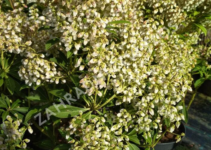 Pieris japonský 'Cupido' - Pieris japonica 'Cupido' | Zahradnictví FLOS