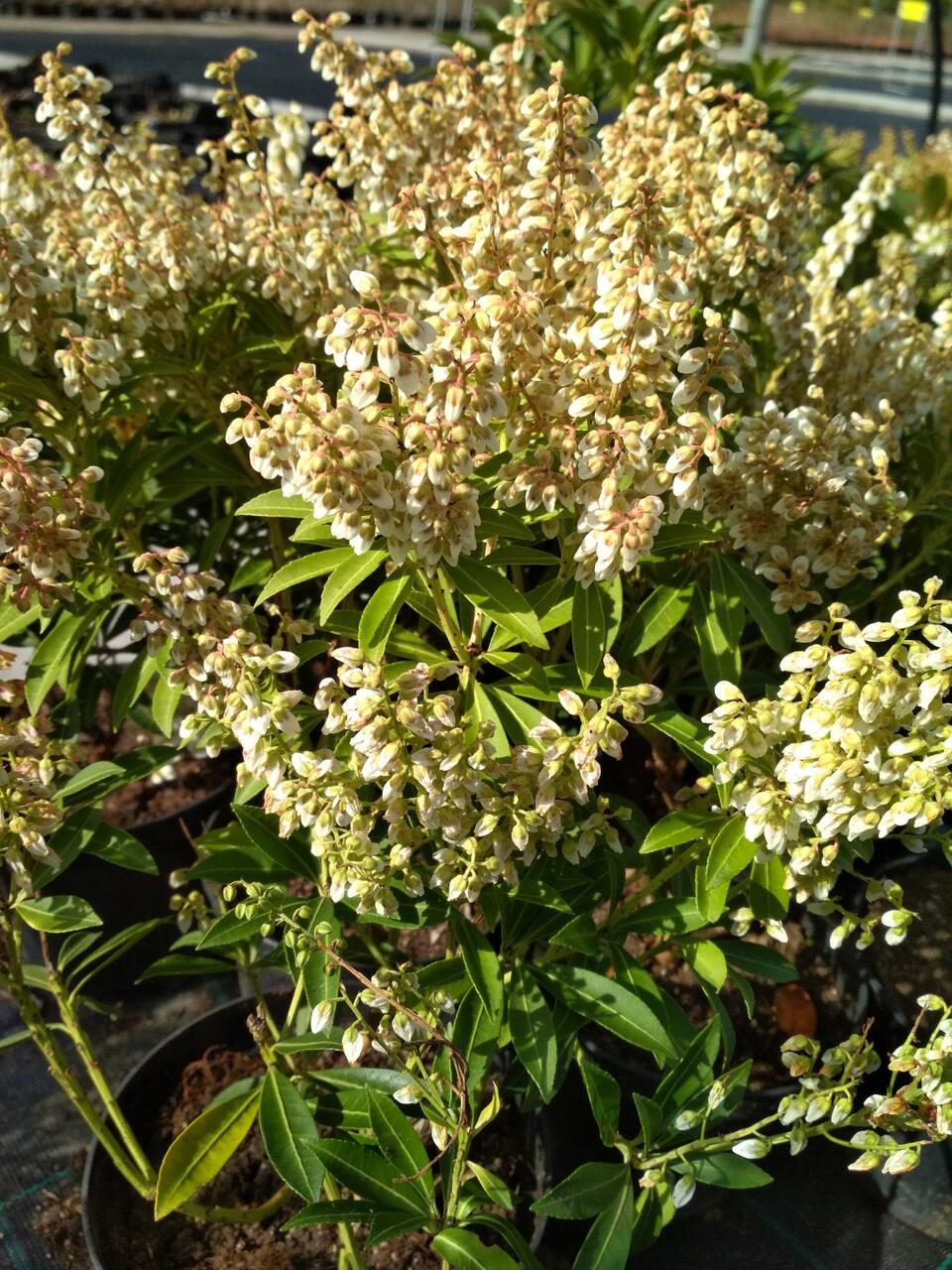 Pieris japonský 'Cupido' - Pieris japonica 'Cupido' | Zahradnictví FLOS