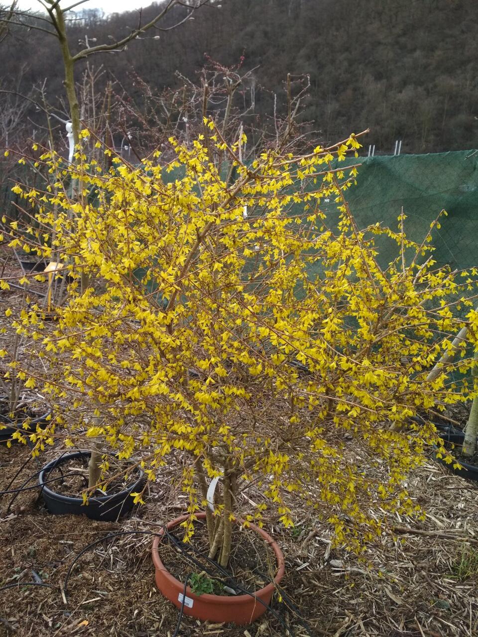 Zlatice nejzelenější 'Bronxensis' - Forsythia viridissima 'Bronxensis ...