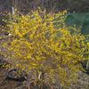 Zlatice nejzelenější 'Bronxensis' - Forsythia viridissima 'Bronxensis ...