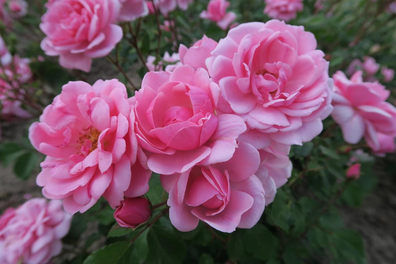 Růže mnohokvětá 'Milrose' - Rosa MK 'Milrose' | Zahradnictví FLOS