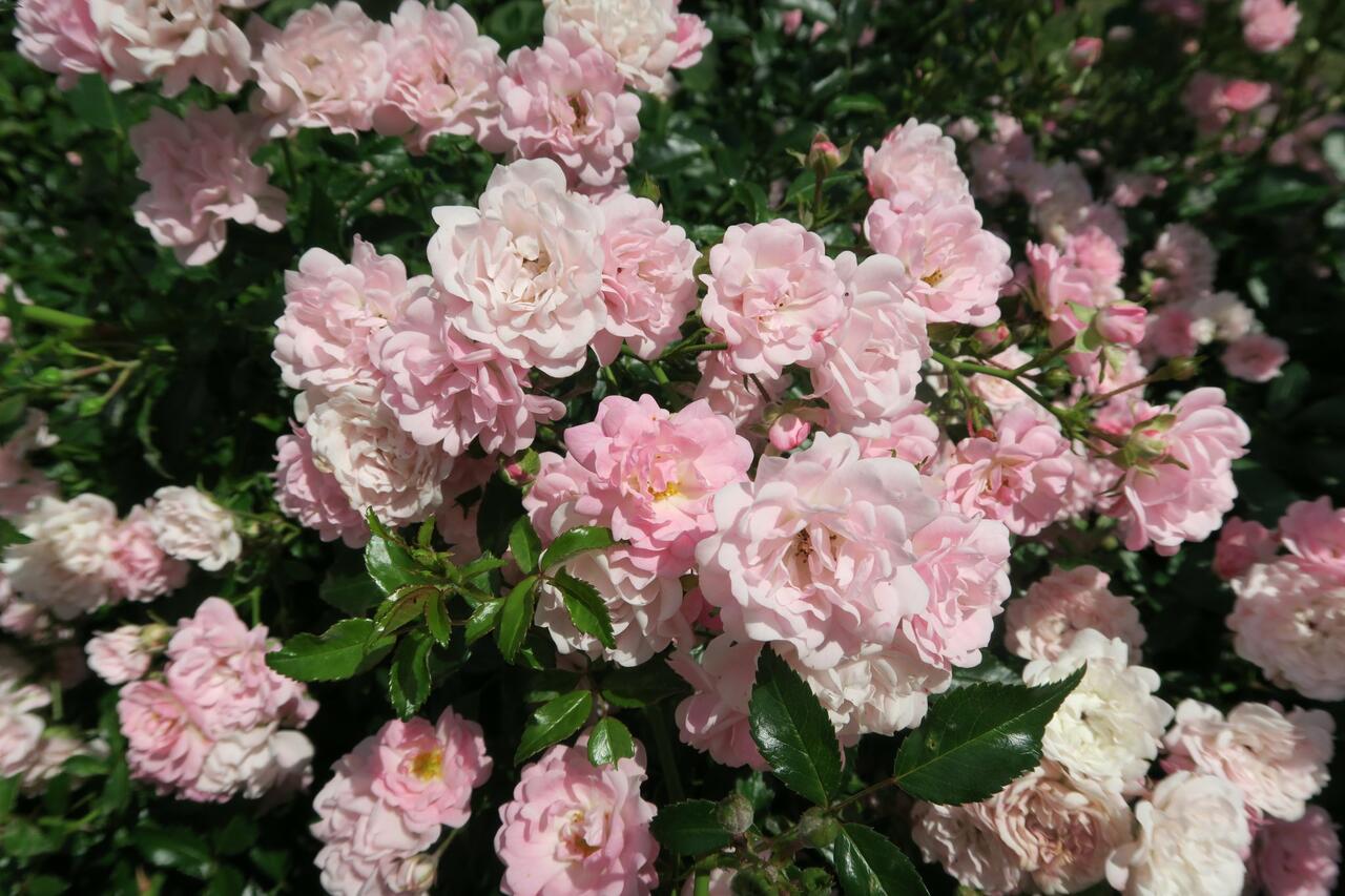 Růže půdopokryvná 'The Fairy' - Rosa PK 'The Fairy' | Zahradnictví FLOS