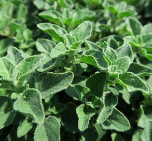 Routa vonná - Ruta graveolens | Zahradnictví FLOS