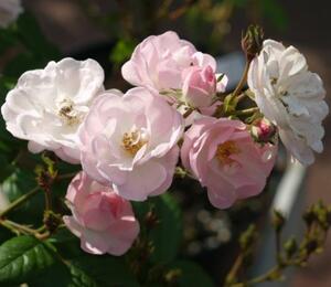 Pnoucí růže | Zahradnictví FLOS