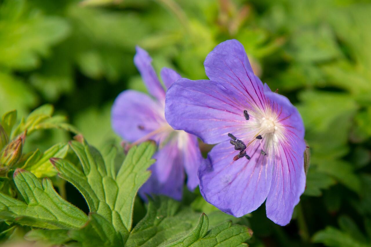 Kakost himalájský 'Baby Blue' - Geranium himalayense 'Baby Blue ...